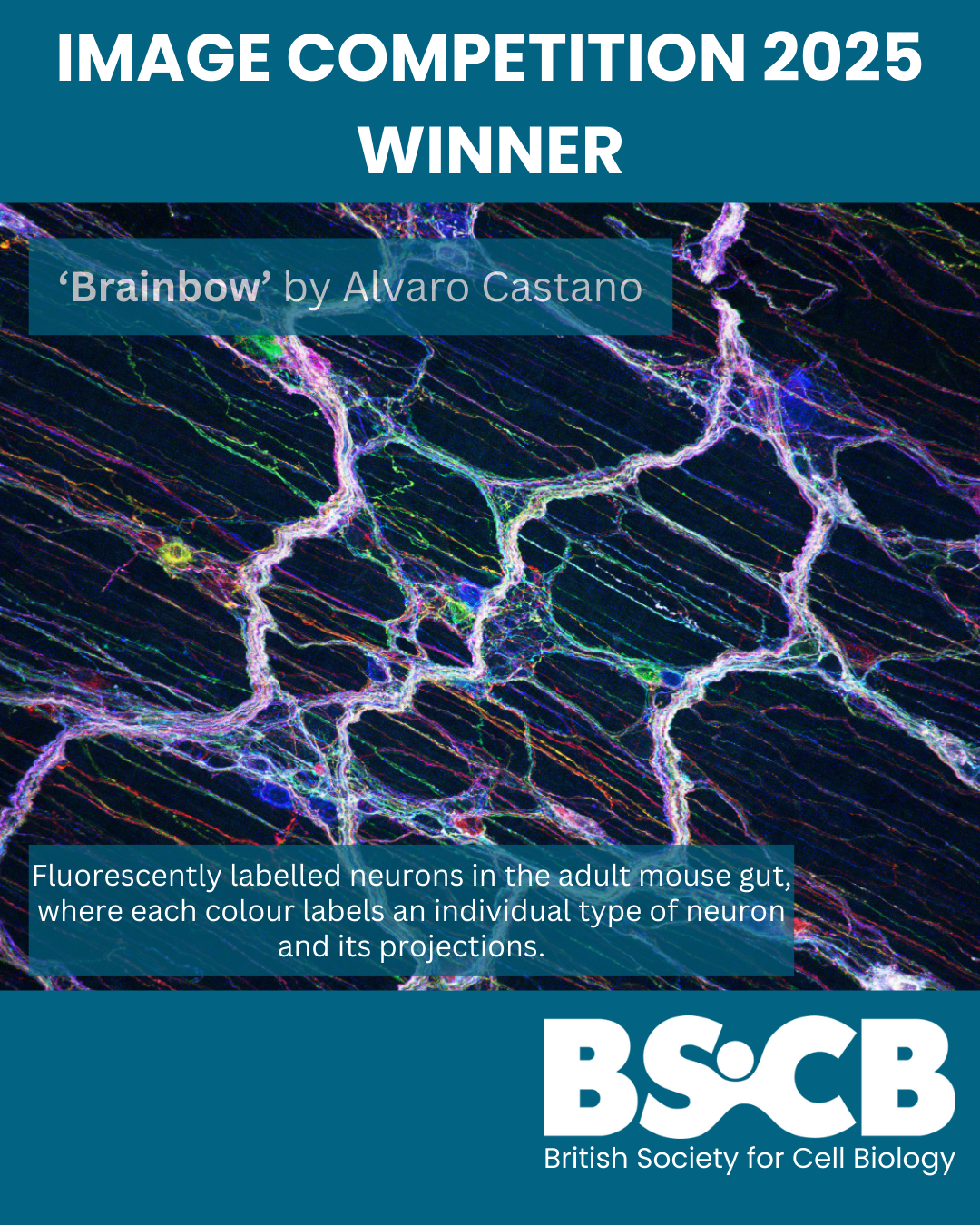 2025 image competition winners announced - BSCB