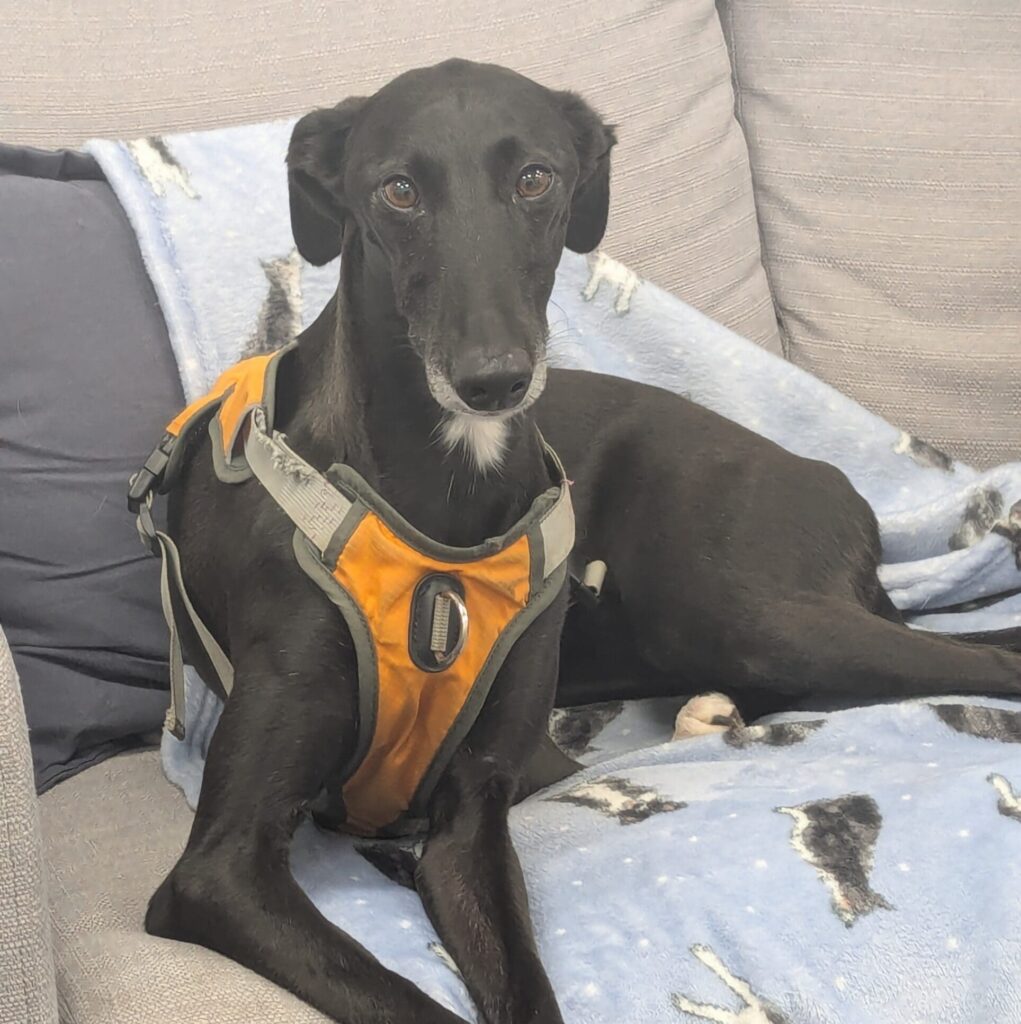 Dogs Archive - DAWGS