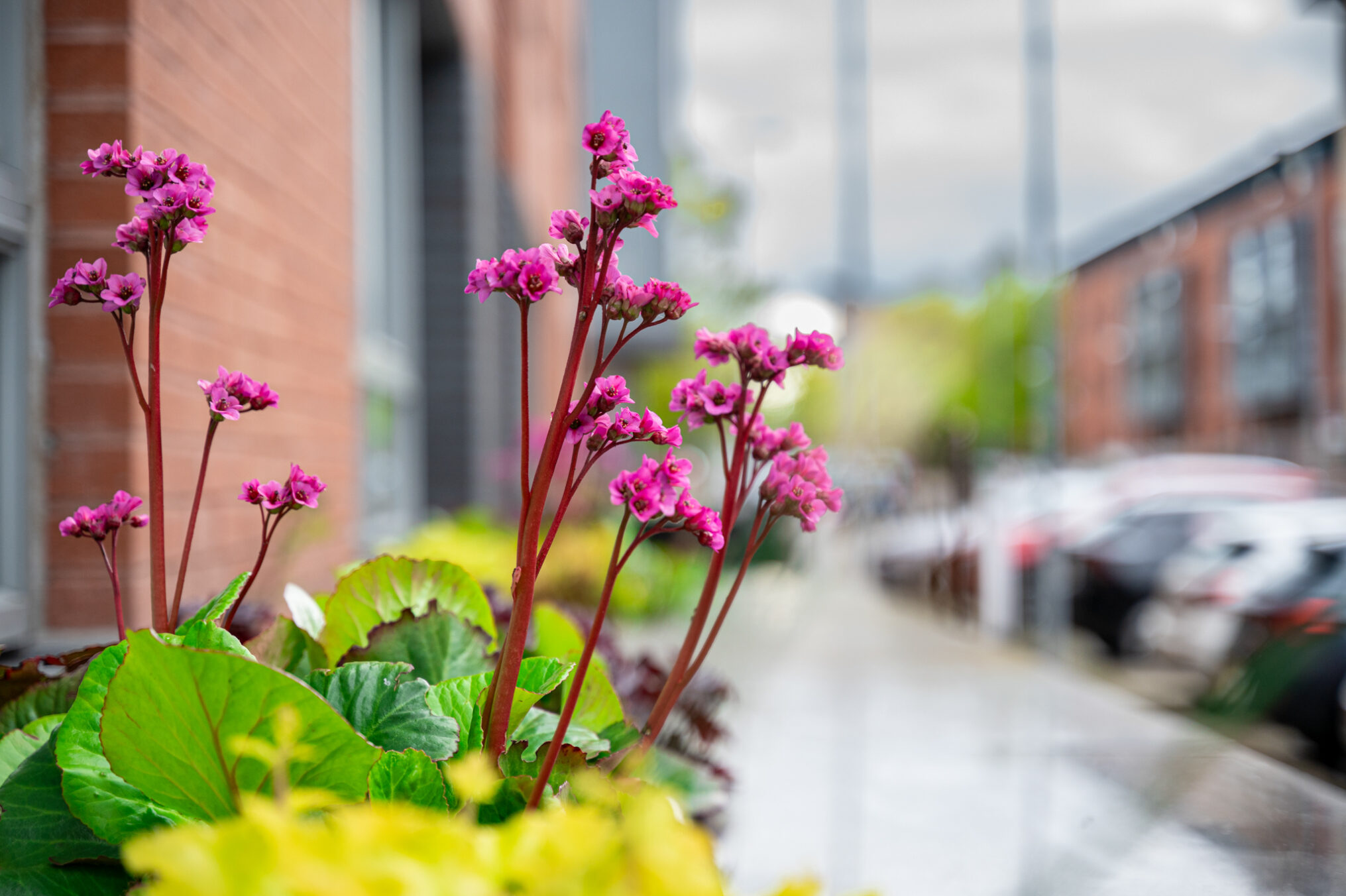 Our Key Documents - NGHA