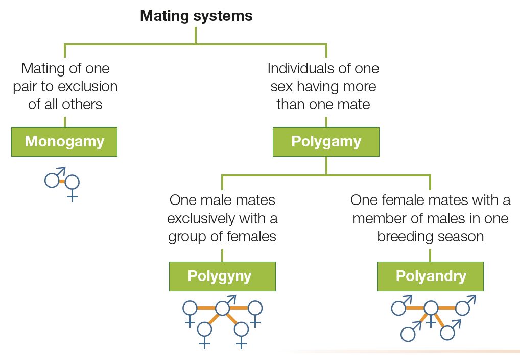 Reproductive Behaviours and Mating Systems in Animals - Bright Red ...
