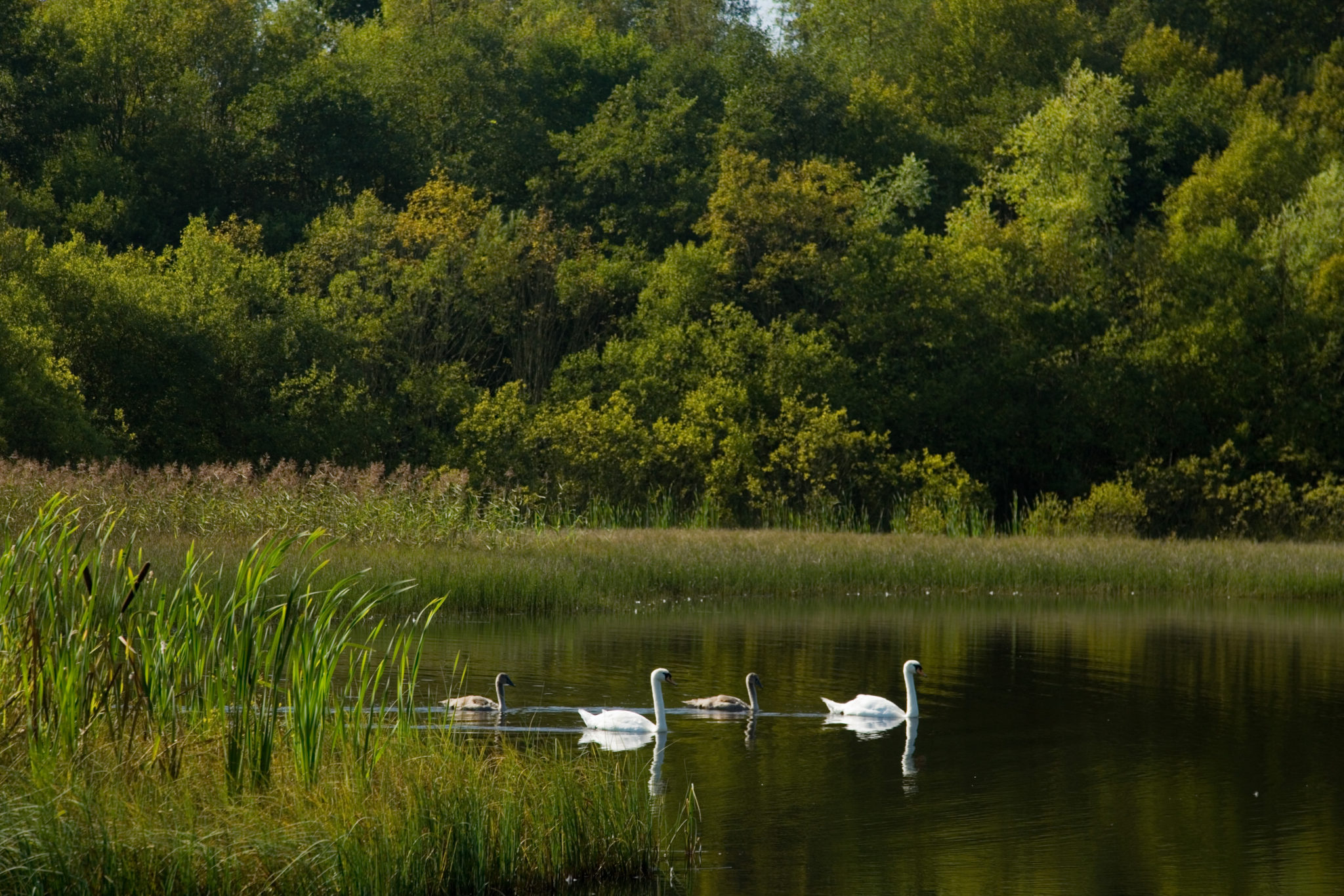 Coul Den Trail - Fife Coast & Countryside Trust