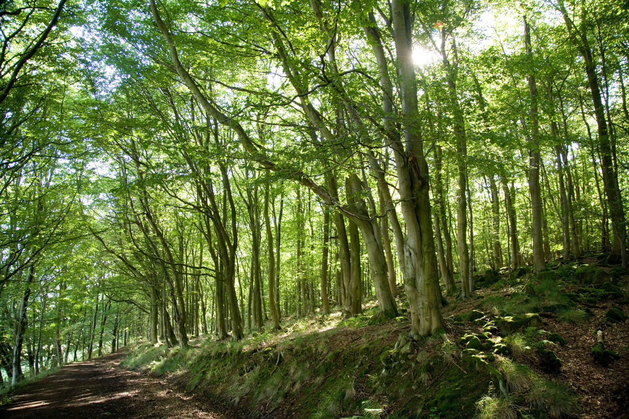 Harran Hill and the Oak Trees - Fife Coast & Countryside Trust