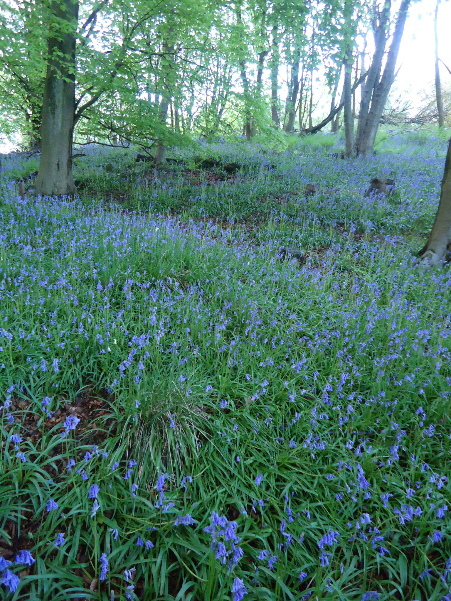 Harran Hill and the Oak Trees - Fife Coast & Countryside Trust