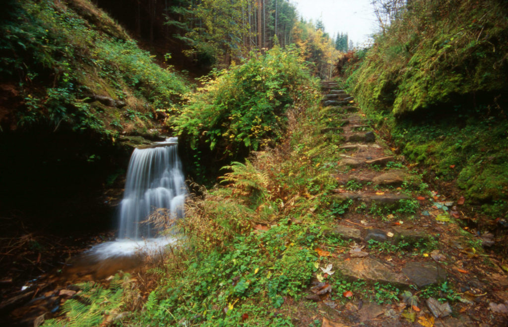 Maspie Den â€“ Falkland Stables - Fife Coast & Countryside Trust