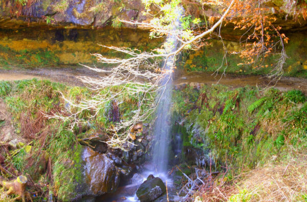 Maspie Den - Falkland Stables - Fife Coast & Countryside Trust
