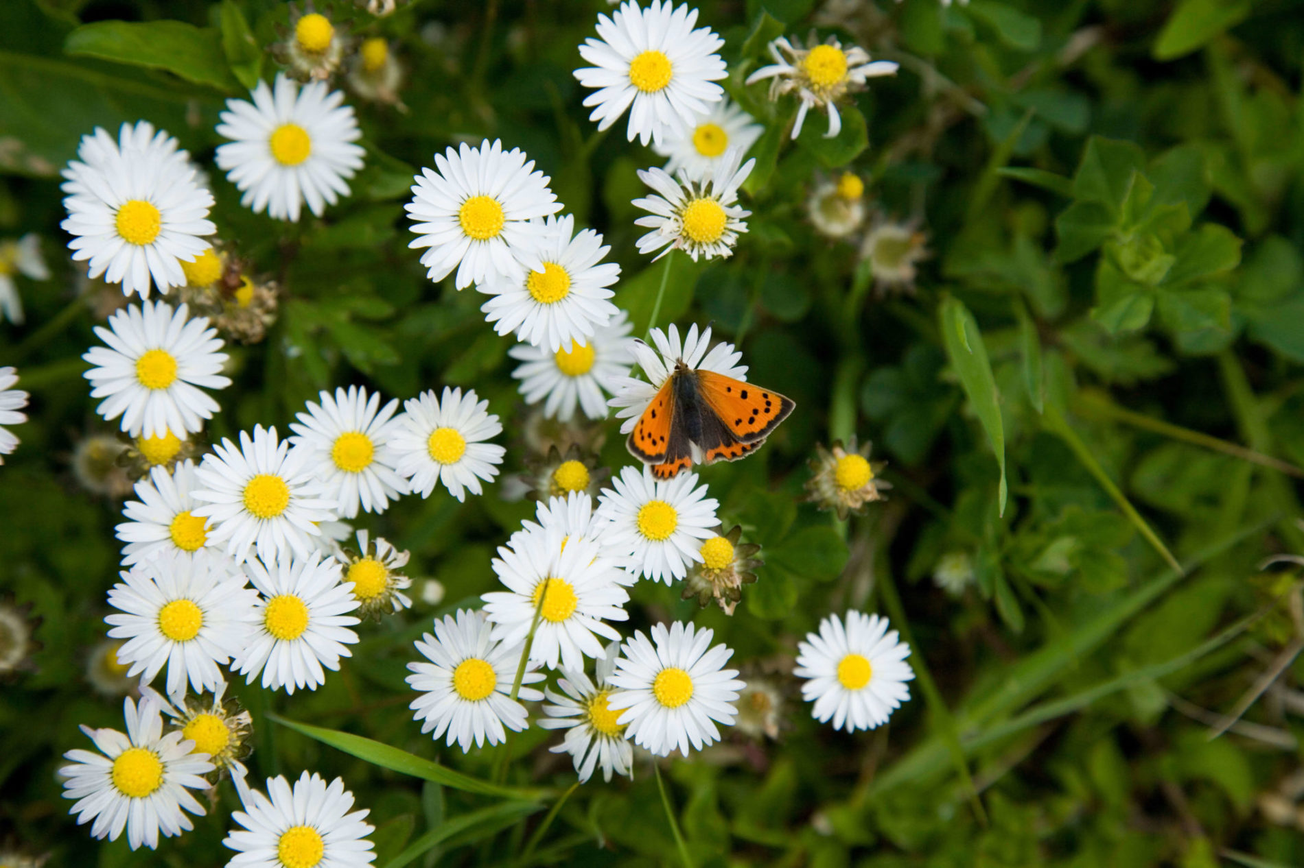 Pitcairn and Coul Den Loop - Fife Coast & Countryside Trust