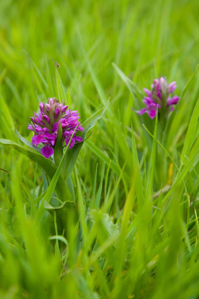 Pitcairn and Coul Den Loop - Fife Coast & Countryside Trust