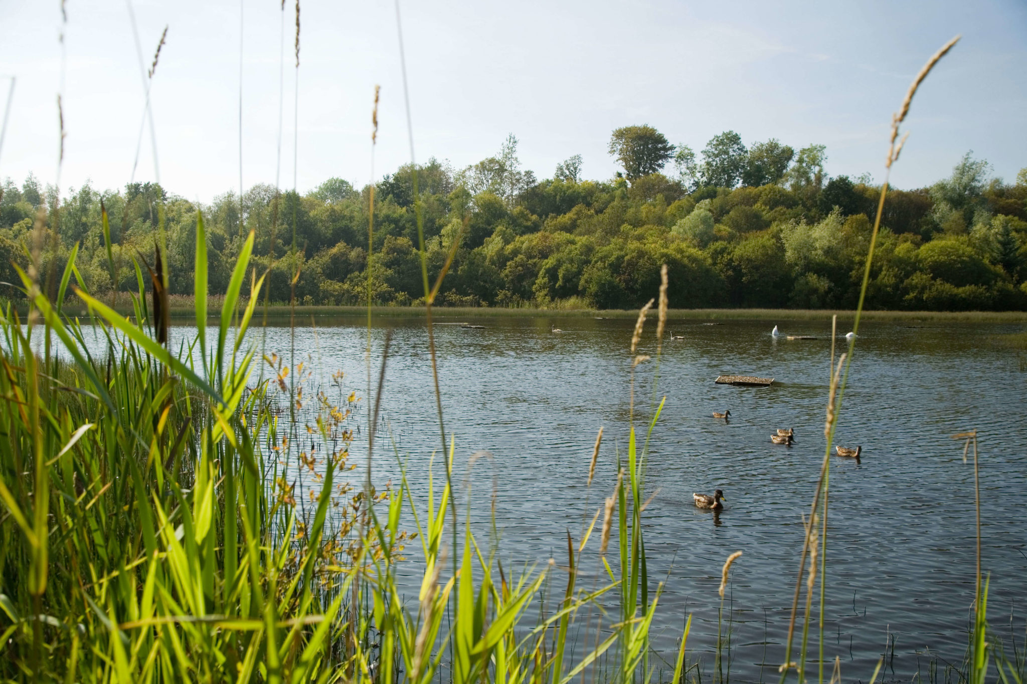 Coul Den - Fife Coast & Countryside Trust