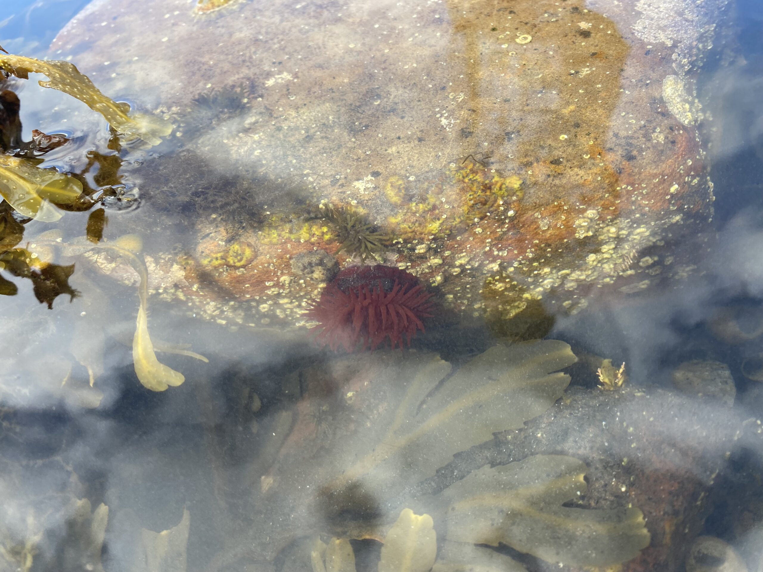 Events Archive - Fife Coast & Countryside Trust