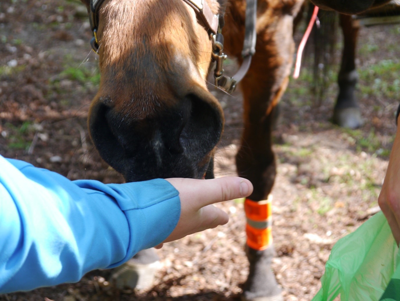 Hooves and Healing – Riding to Wellness through Equine Therapy - Fife ...