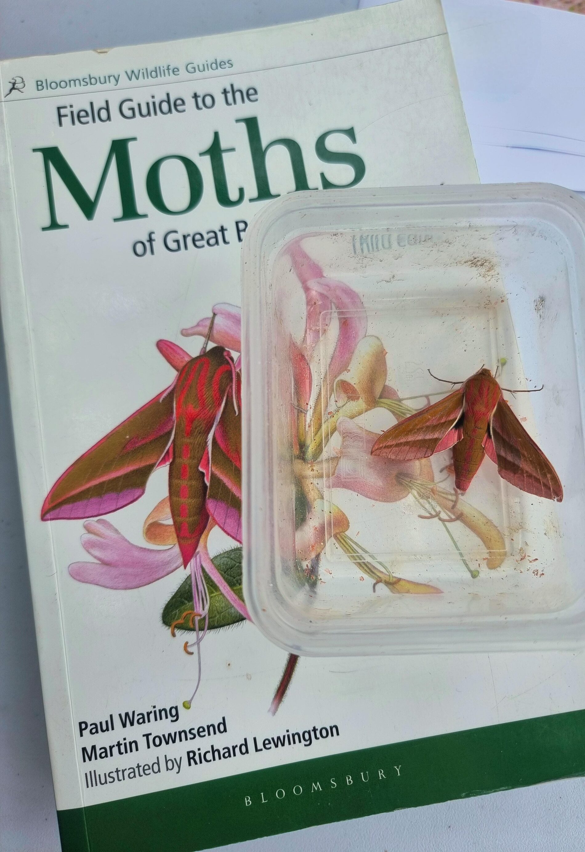 The Tricks Behind the Magic of Moths - Fife Coast & Countryside Trust