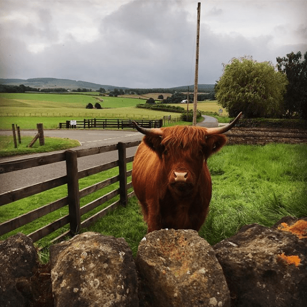 Our Neighbours - Simon Howie