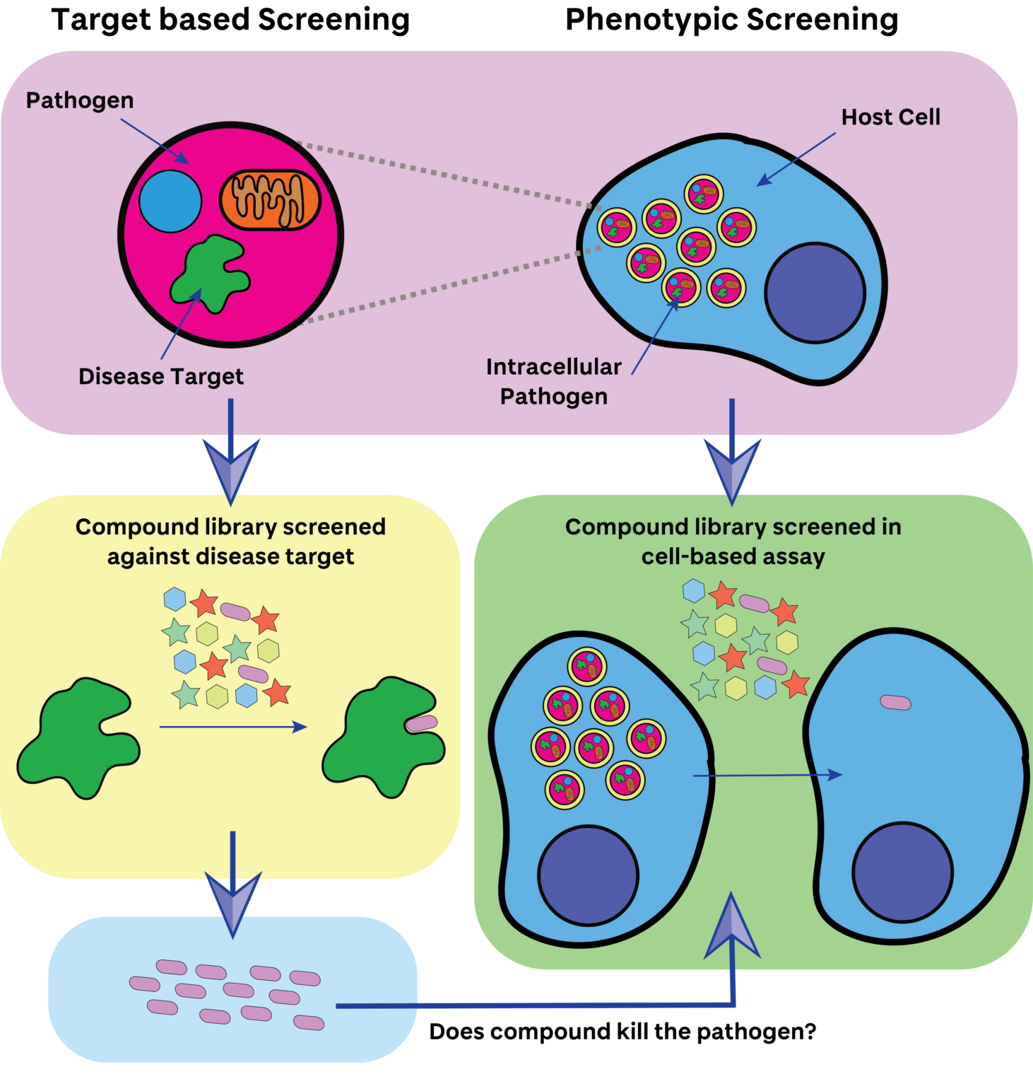 What is the drug discovery process? - WCAIR