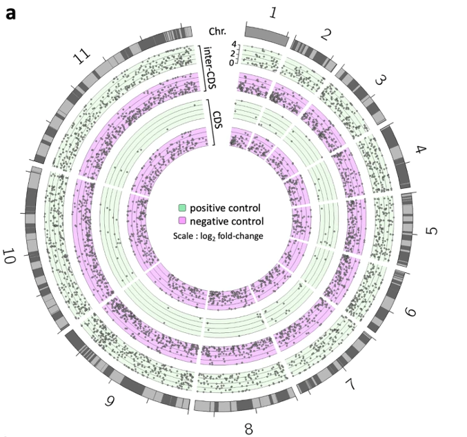 Gene expression reprogramming by thousands of RNA sequences - WCAIR