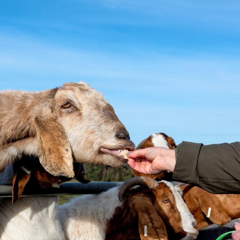 Angus for Families | Visit Angus