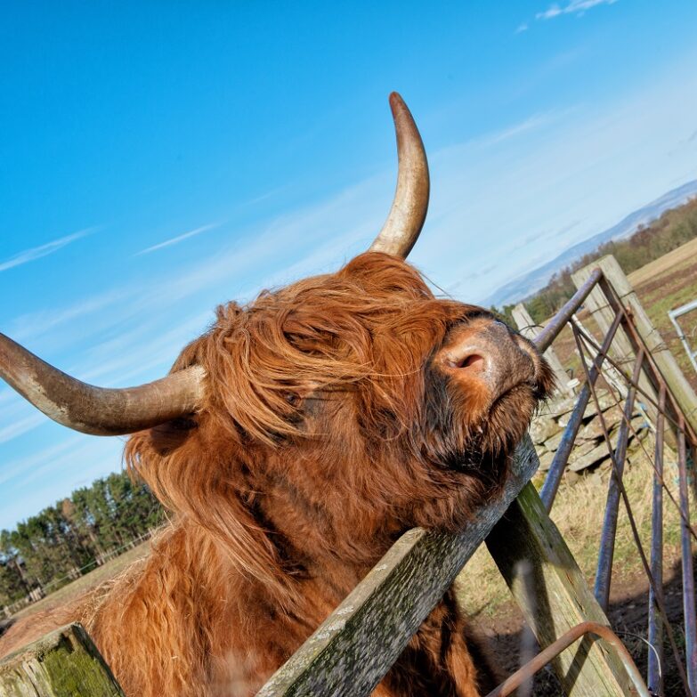 Where to Eat and Drink in Carnoustie - Visit Angus