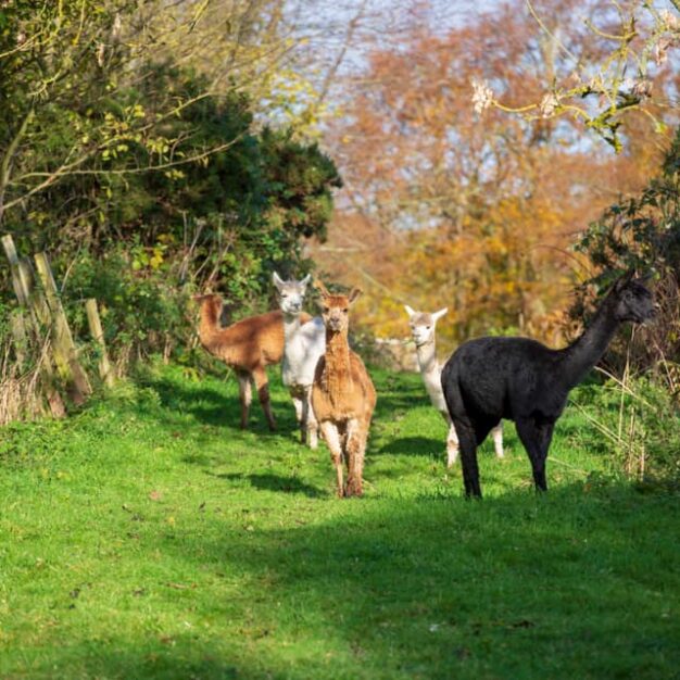 Attractions in Angus | Visit Angus