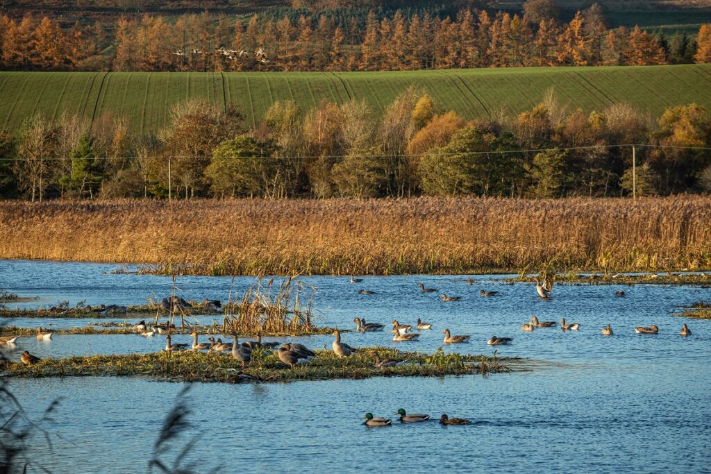 Insider's Guide to nature & wildlife in Angus | Visit Angus