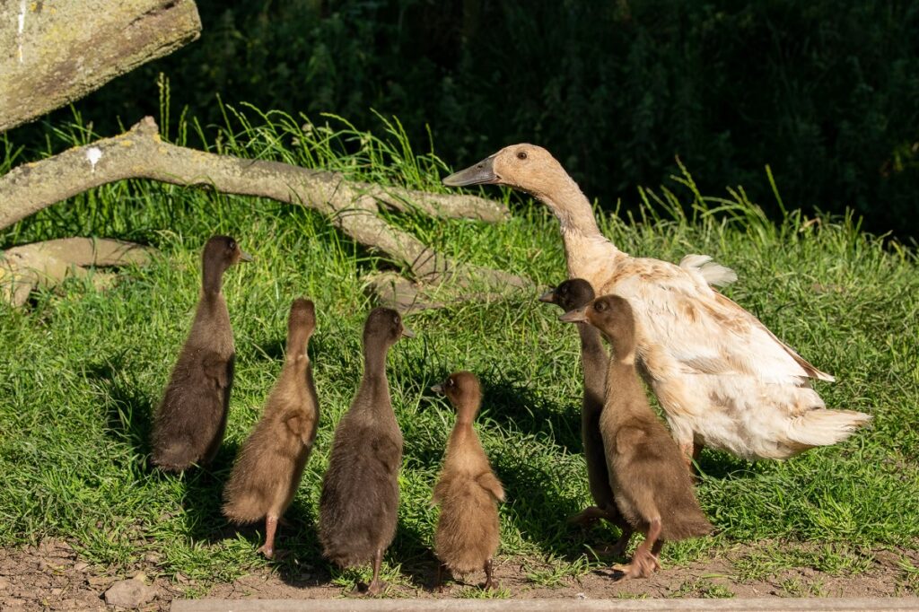 Angus itineraries | Visit Angus