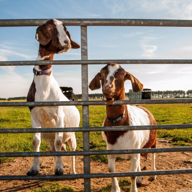 Attractions in Angus | Visit Angus