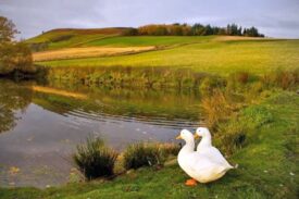 Attractions in Angus | Visit Angus