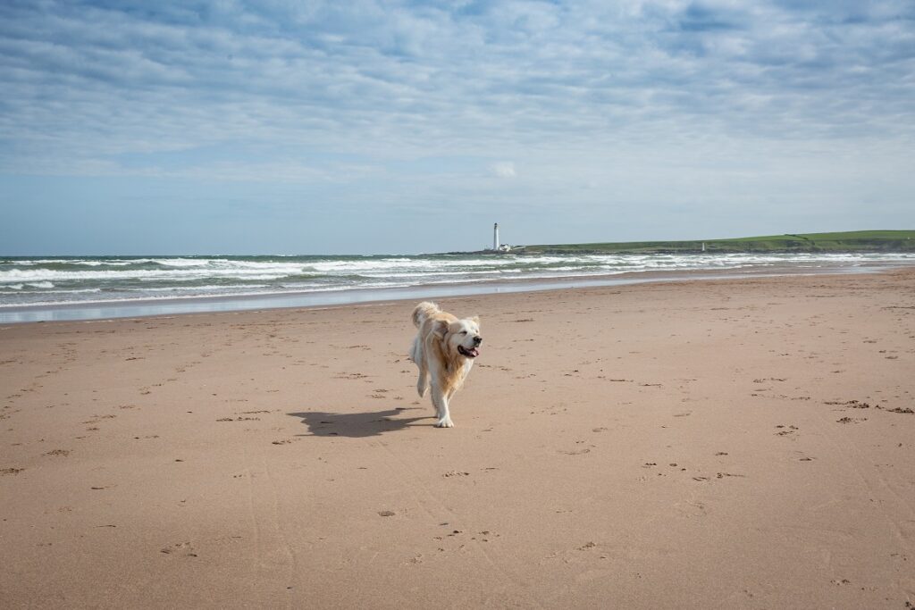A Dog Friendly Visit to Montrose | Visit Angus
