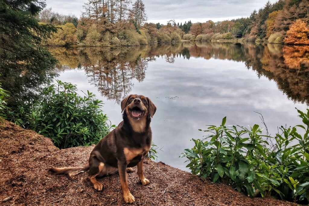 A Dog Friendly Visit to Carnoustie | Visit Angus