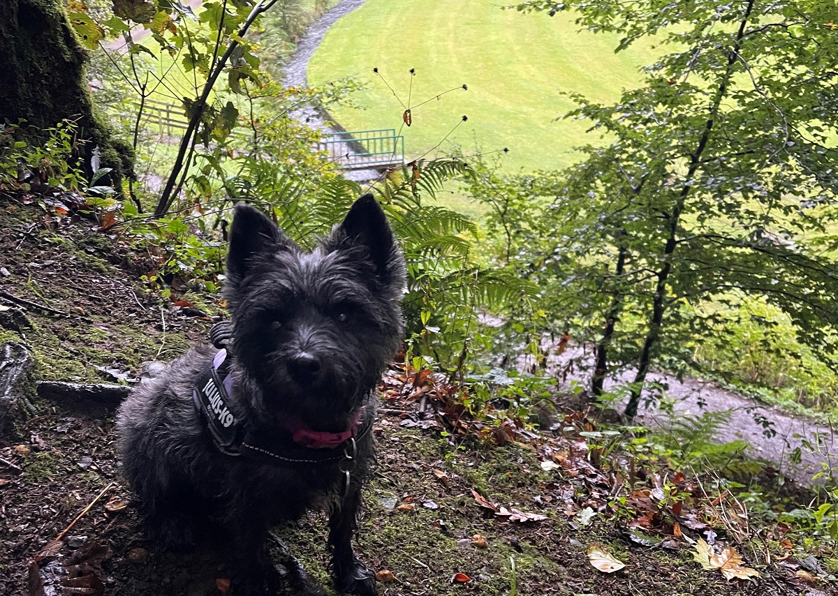 A Dog Friendly Visit to Kirriemuir | Visit Angus